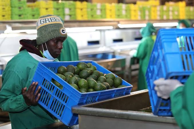 Avocado farmers to earn more with new markets » Joh Agriculture