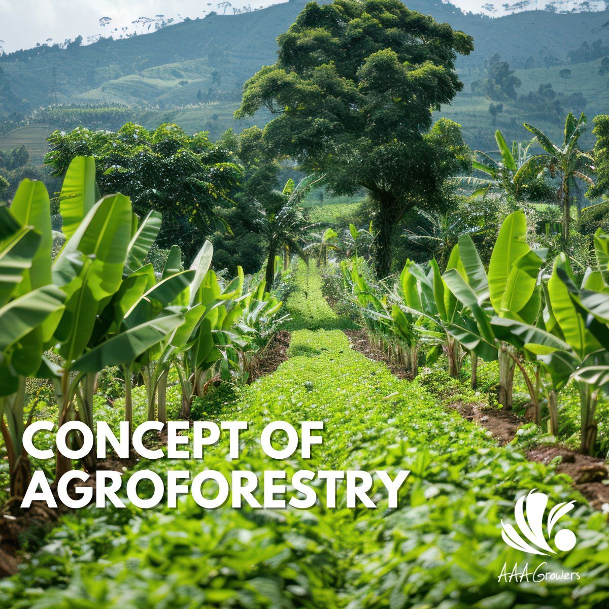 Concept of agroforestry » Joh Agriculture